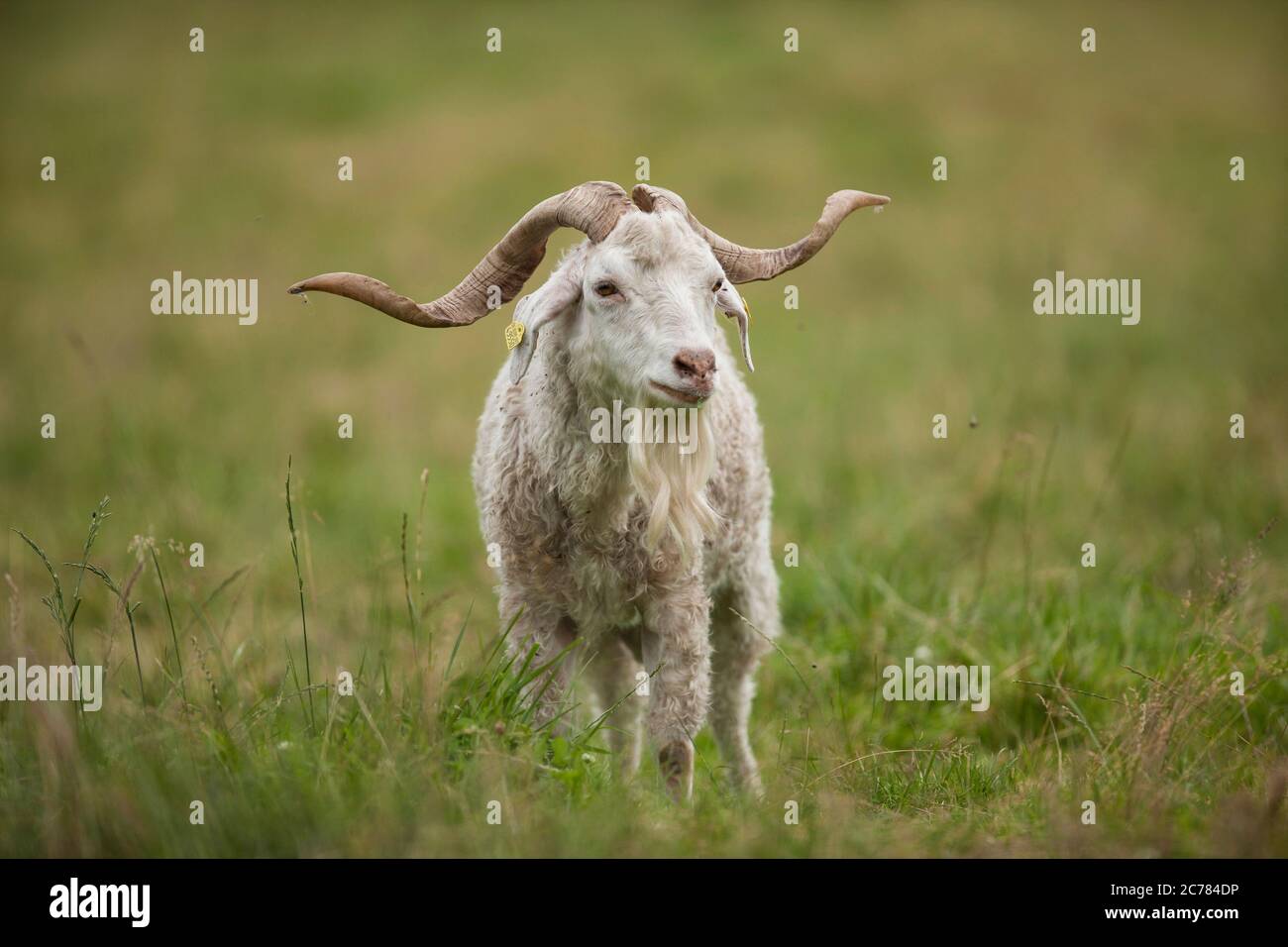 Cashmere goat (capra hircus) -Fotos und -Bildmaterial in hoher ...
