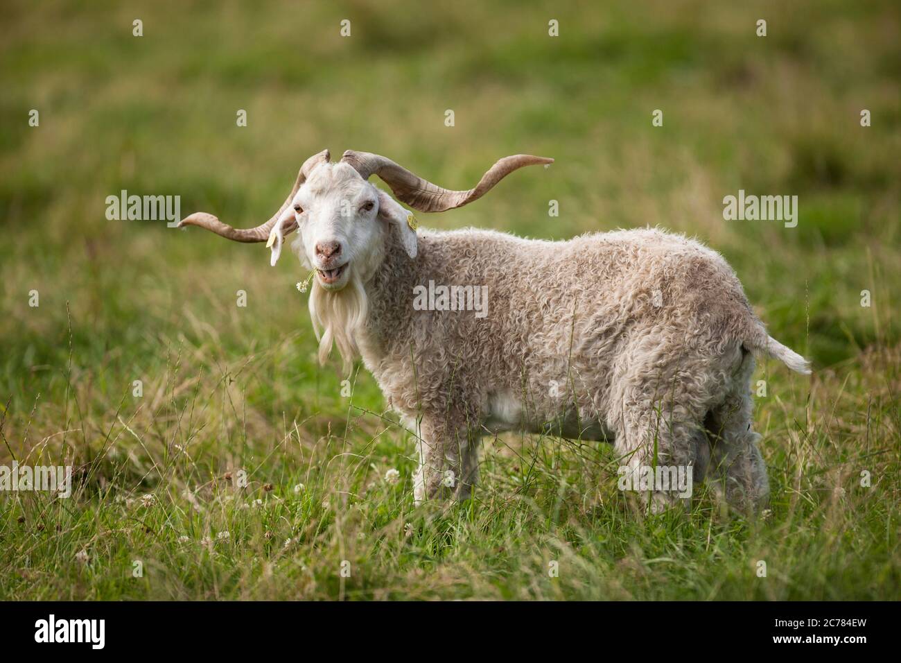 Cashmere goat (capra hircus) -Fotos und -Bildmaterial in hoher ...