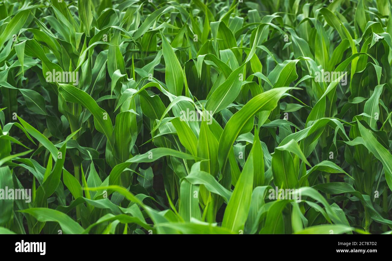 Ackerbau ackerbau anbauen anbauen anbau anbauen anbauen anbauen anbauen ...