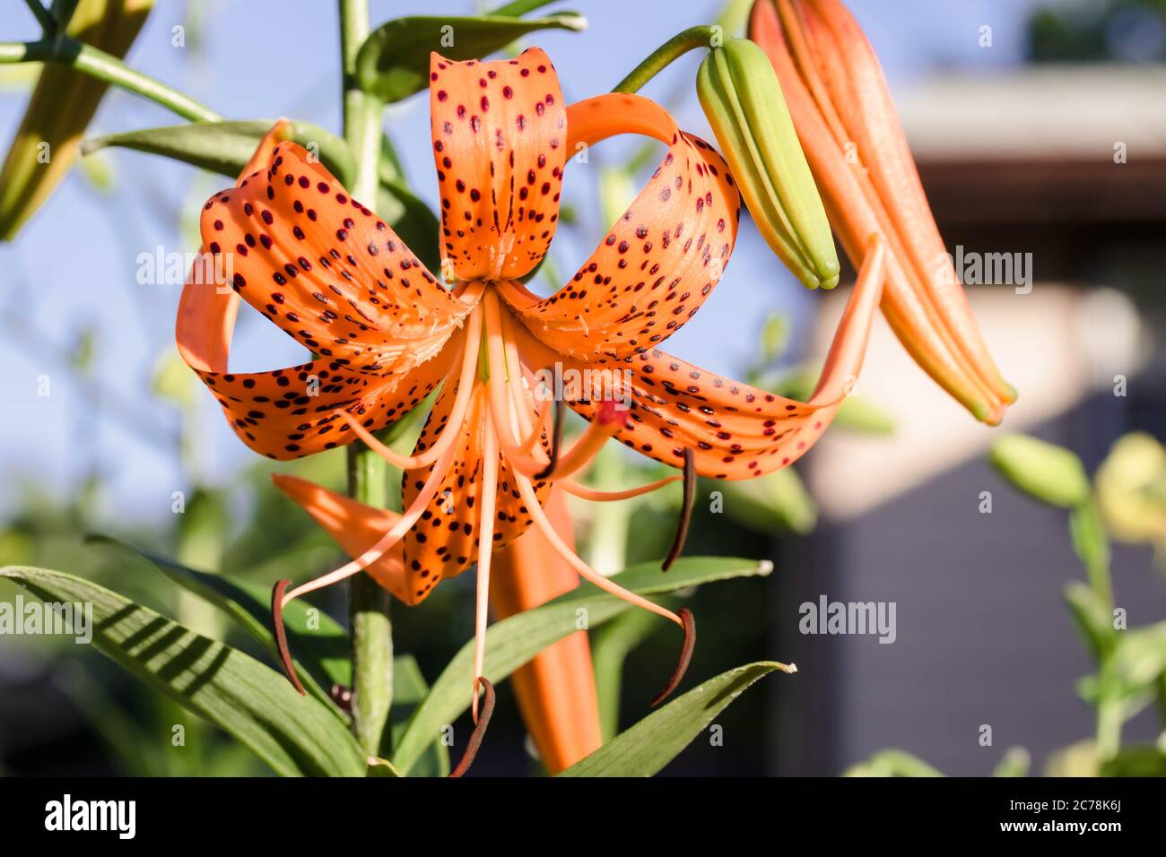 Lilium lancifolium tigerlilie -Fotos und -Bildmaterial in hoher ...
