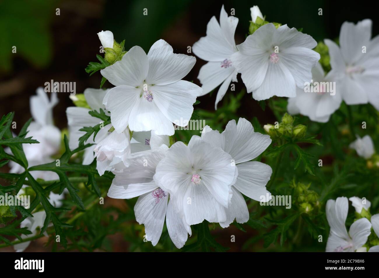Malva moschata alba Stockfotos und -bilder Kaufen - Alamy