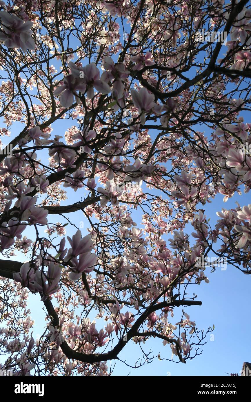 Blühender Magnolienbaum von unten gesehen Stockfotografie - Alamy