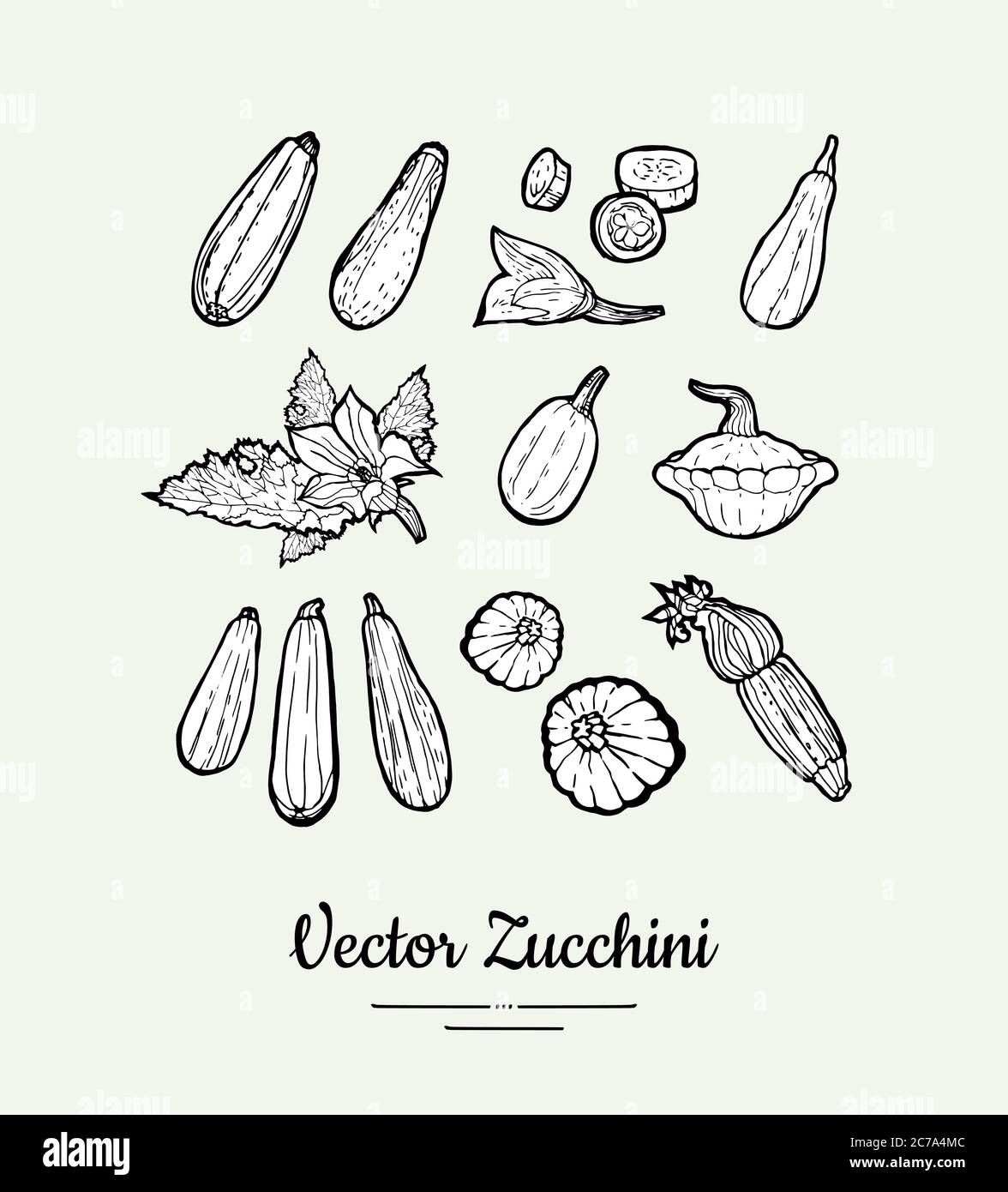Zucchini-Vektorset. Vegetarisches Poster, Banner, Logo, Symbole ...
