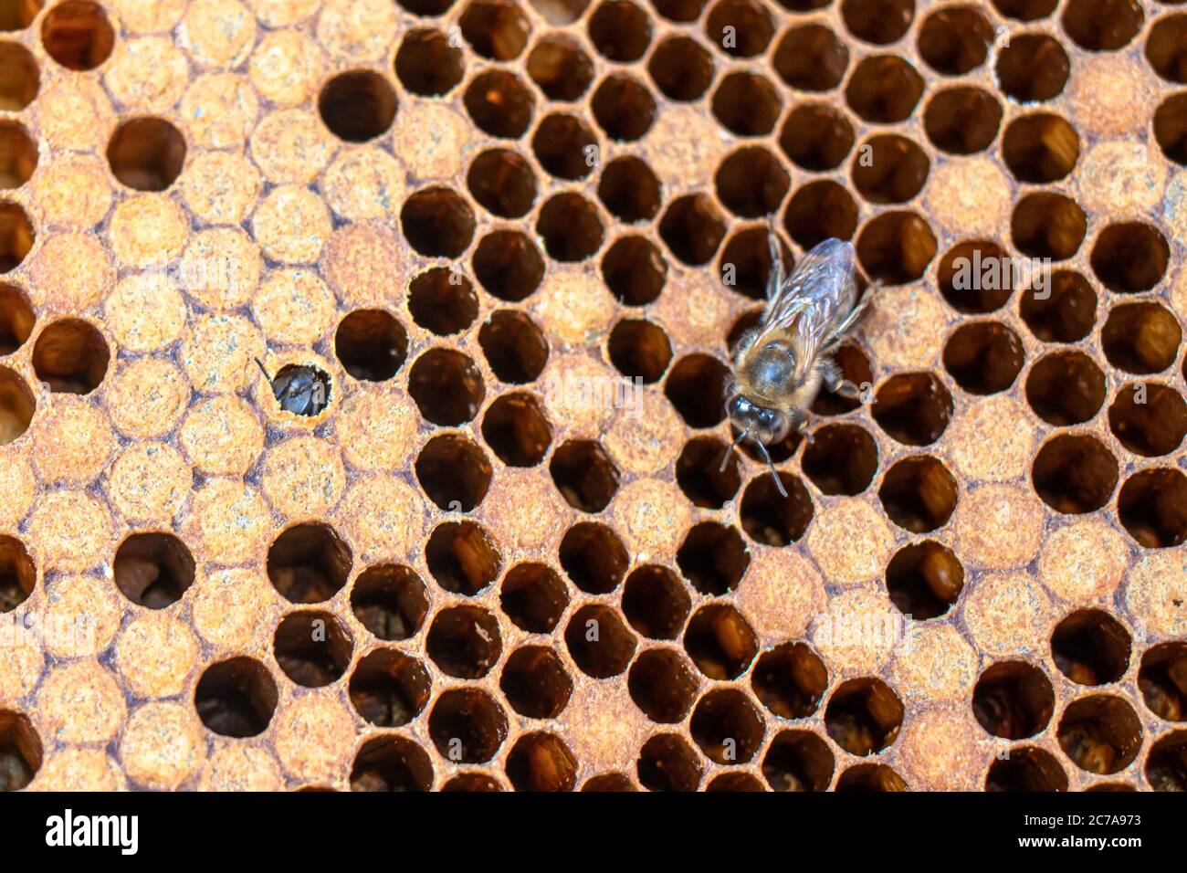 Bienenbrut auf Waben. Jungbienen, Puppen, Larven, Bieneneier schlüpfen ...