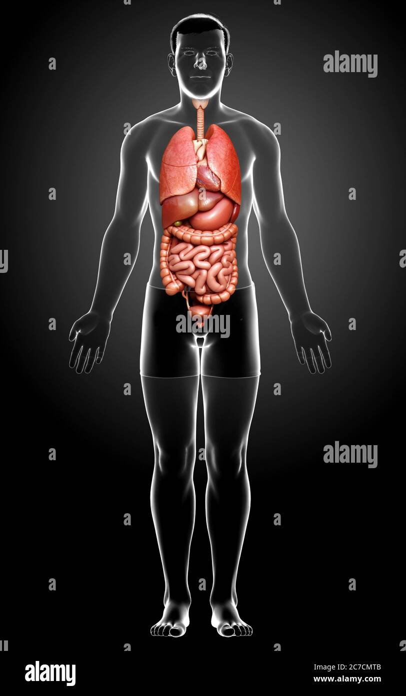 Male internal organs -Fotos und -Bildmaterial in hoher Auflösung – Alamy