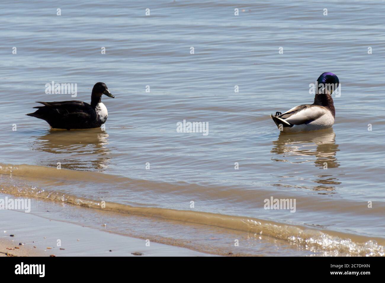 Strandbad wedel -Fotos und -Bildmaterial in hoher Auflösung – Alamy