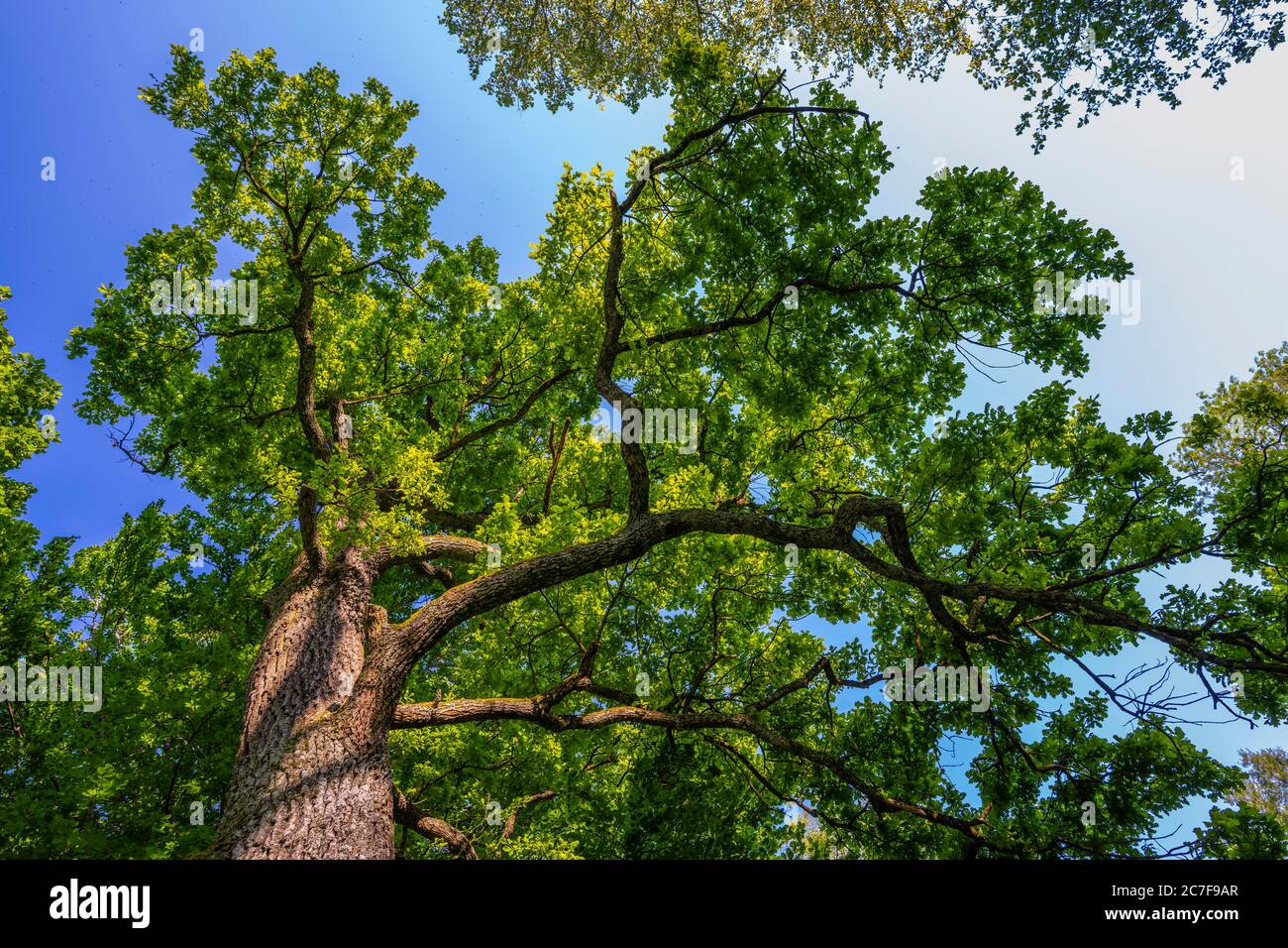 Quercus baum -Fotos und -Bildmaterial in hoher Auflösung – Alamy