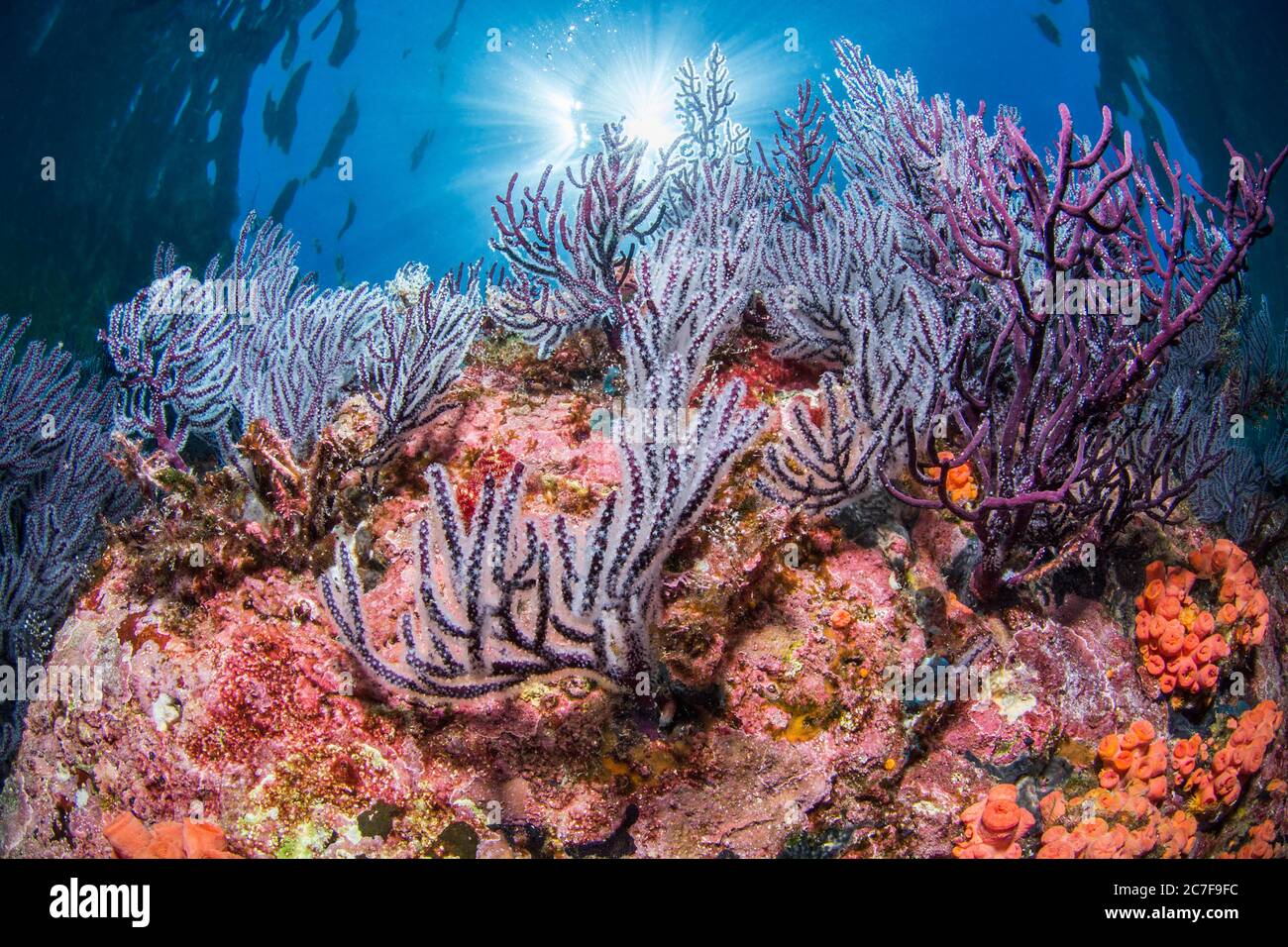 Espiritu santo archipel nationalpark -Fotos und -Bildmaterial in hoher ...