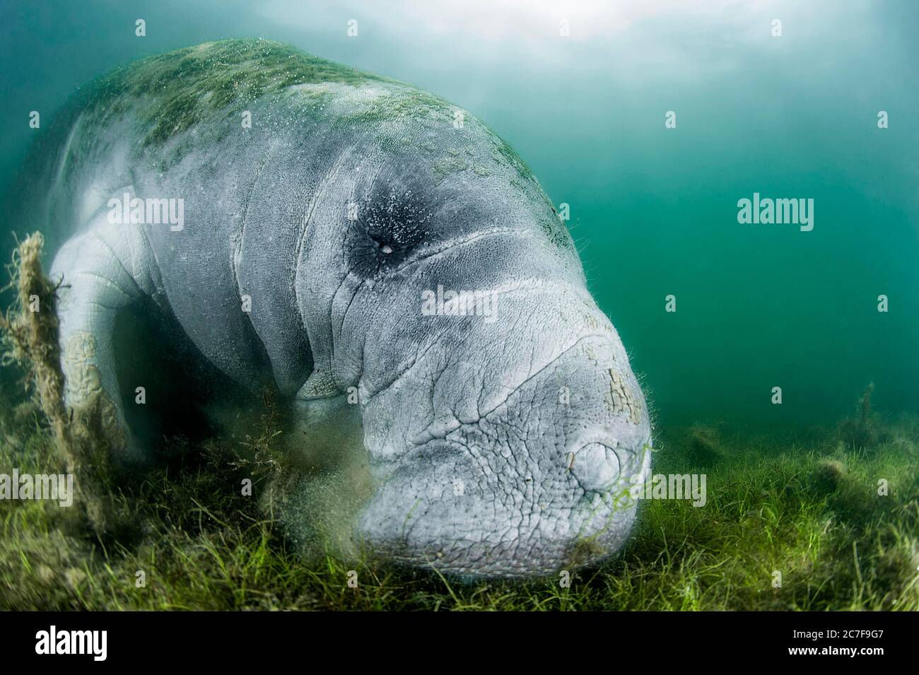 Trichechus manatus feeding -Fotos und -Bildmaterial in hoher Auflösung ...
