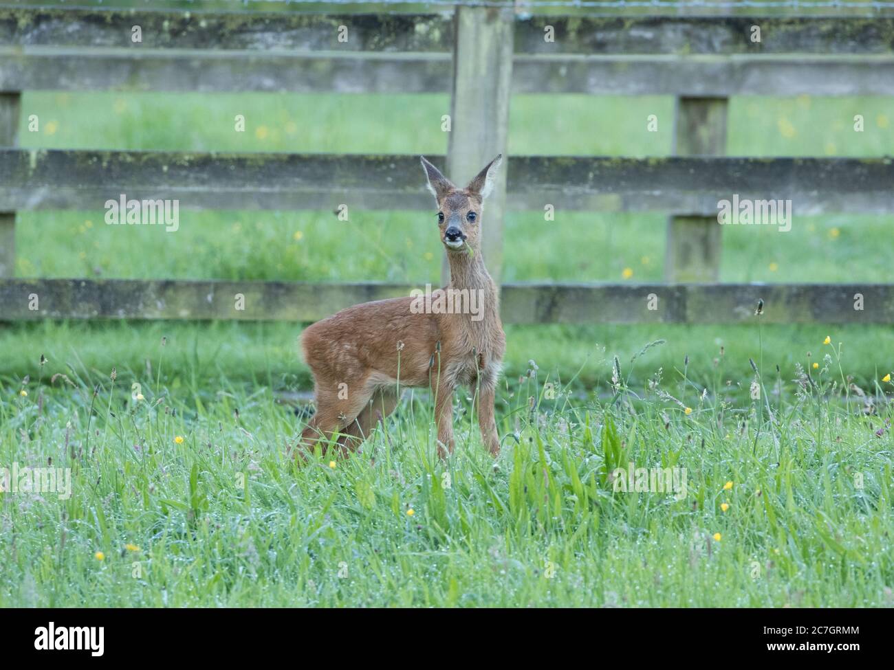 Tierwelt nidderdale -Fotos und -Bildmaterial in hoher Auflösung – Alamy