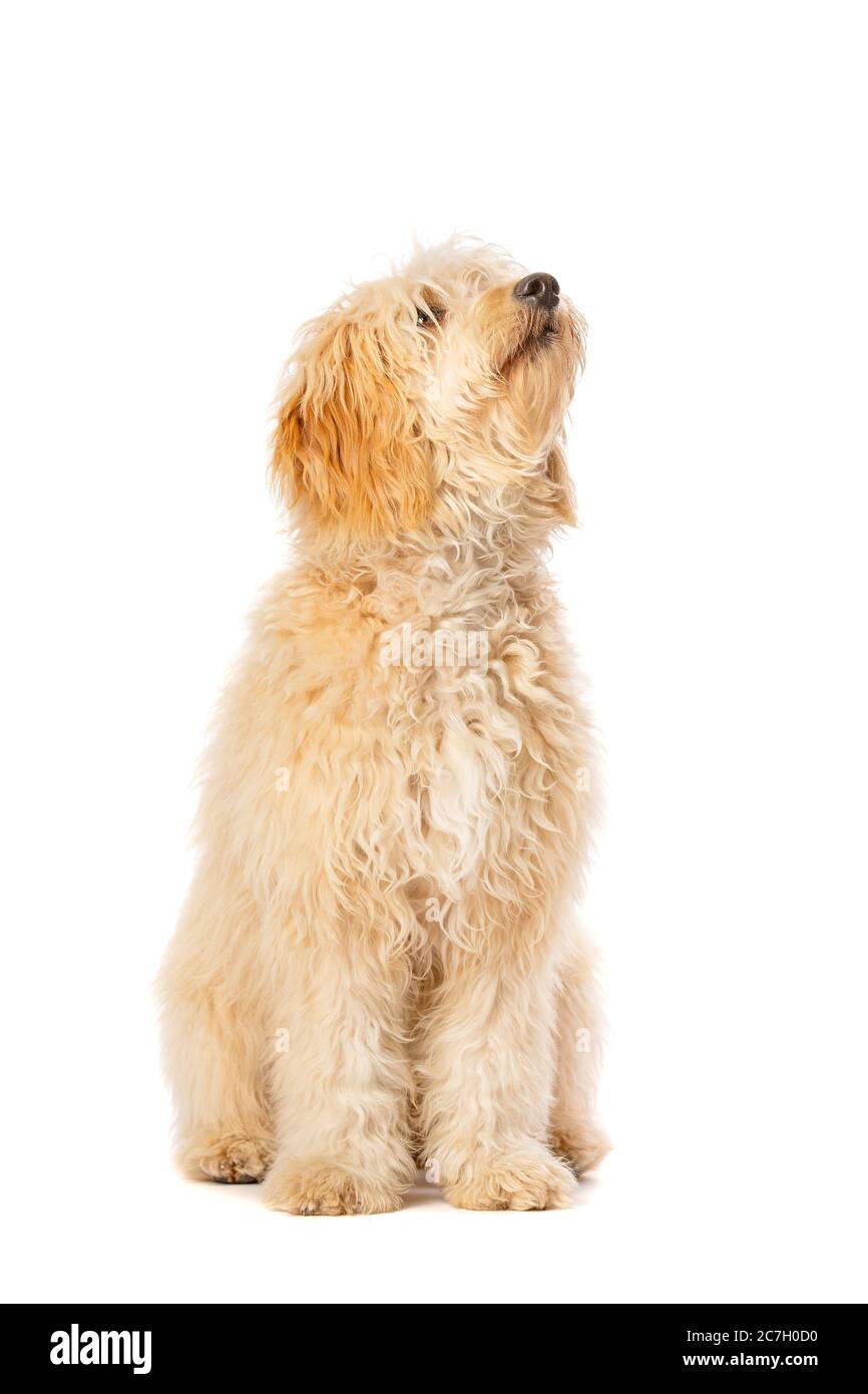 Labrador doodle -Fotos und -Bildmaterial in hoher Auflösung – Alamy