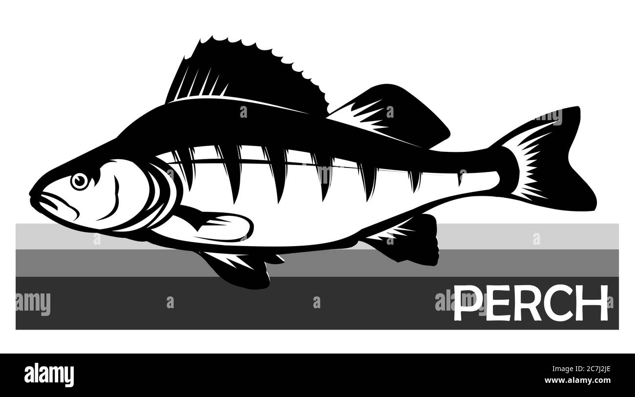 Fisch zeichnung barsch -Fotos und -Bildmaterial in hoher Auflösung – Alamy