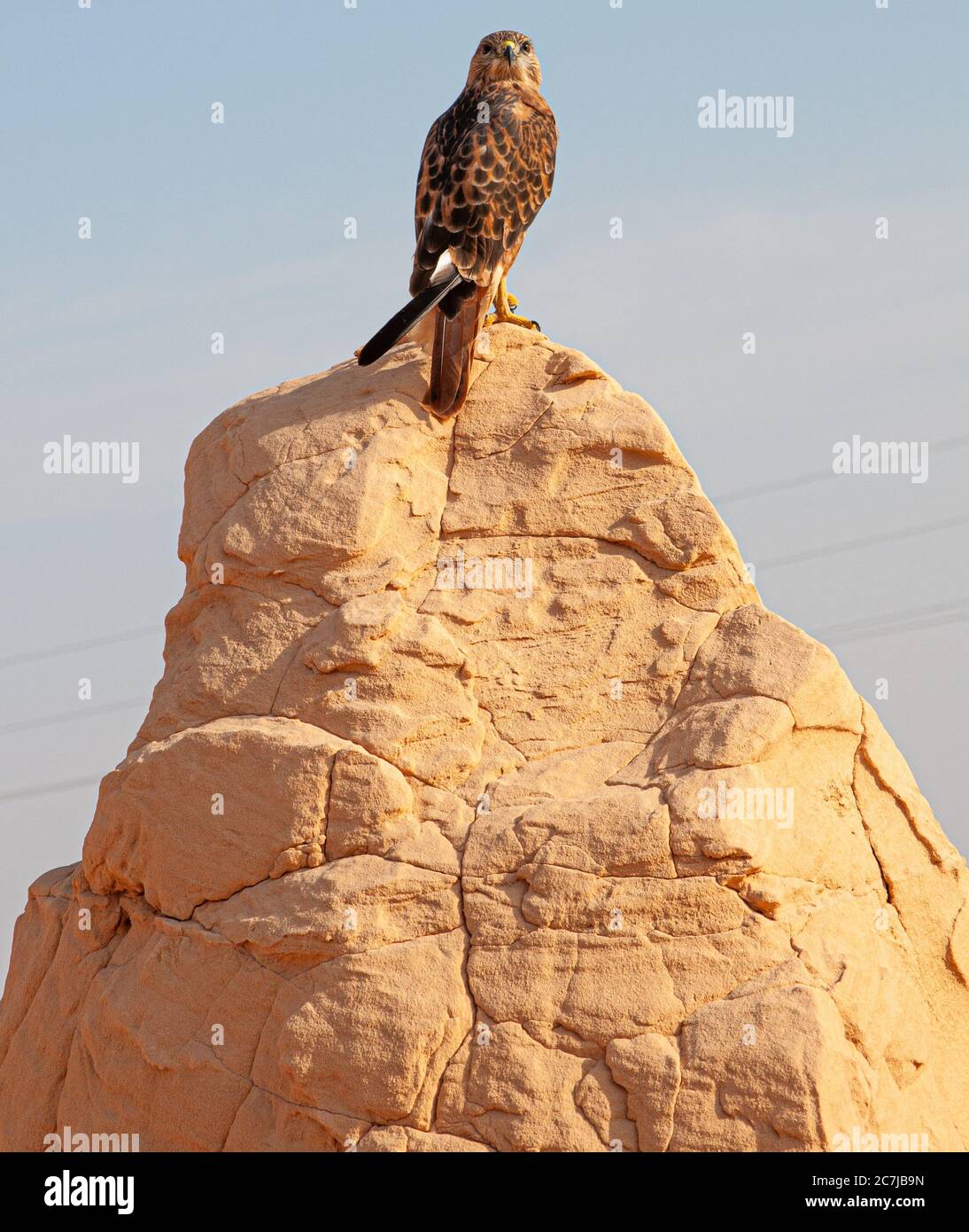 Sahara desert fauna -Fotos und -Bildmaterial in hoher Auflösung – Alamy