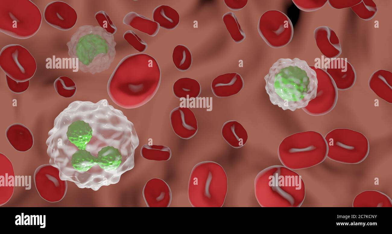 Blood smear microscope -Fotos und -Bildmaterial in hoher Auflösung ...