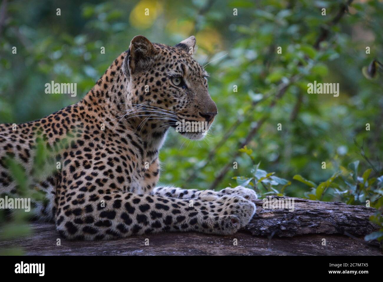 Sleeping leopard panthera pardus on -Fotos und -Bildmaterial in hoher ...