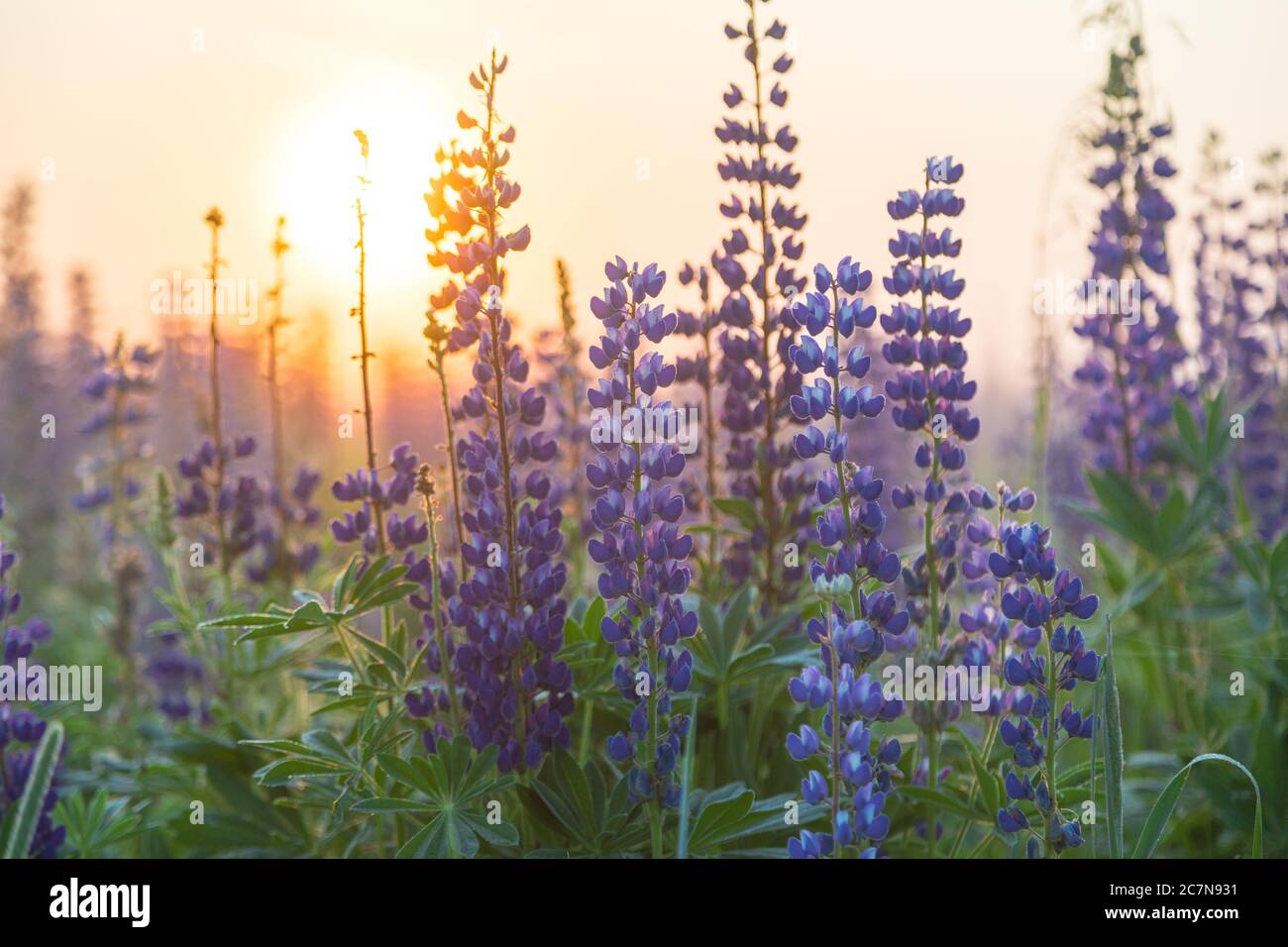 Ackerbau ackerbau anbauen anbauen anbau anbauen anbauen anbauen anbauen anbauen anbauen anbauen ...
