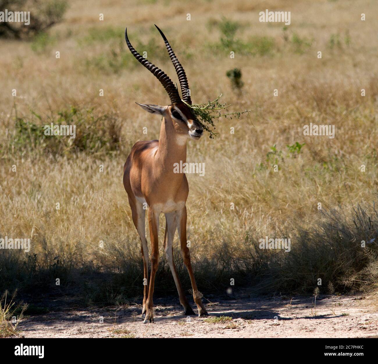 Herden von gazellen -Fotos und -Bildmaterial in hoher Auflösung – Alamy