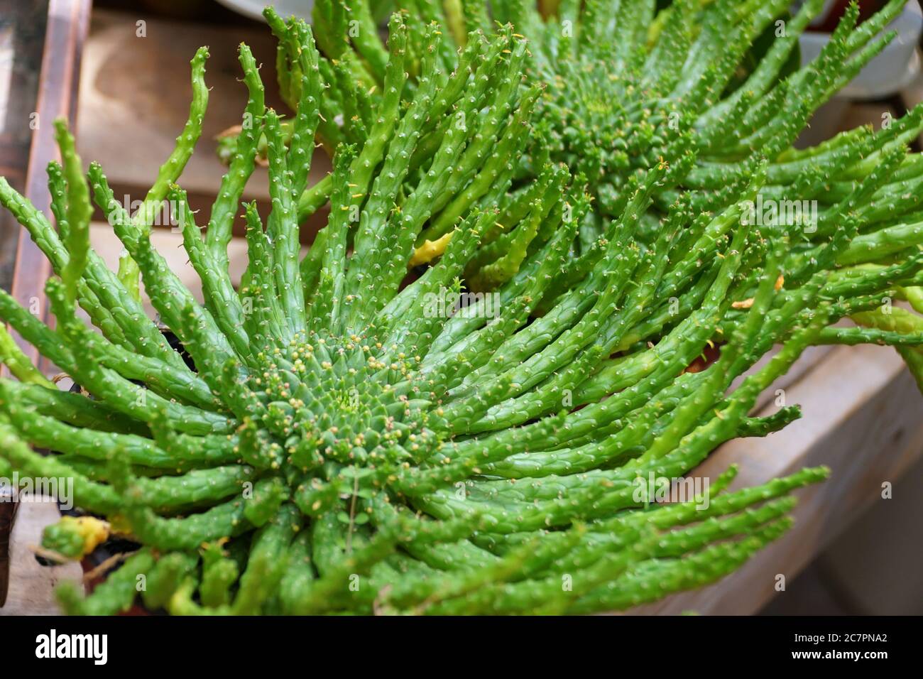 Eurphorbia caput medusa -Fotos und -Bildmaterial in hoher Auflösung – Alamy