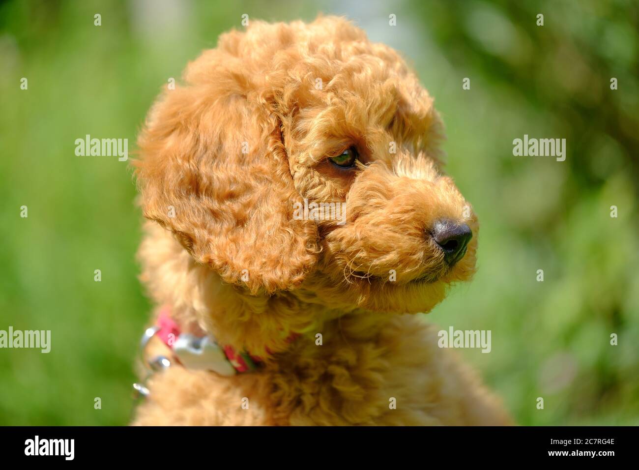 Teddy poodle -Fotos und -Bildmaterial in hoher Auflösung – Alamy