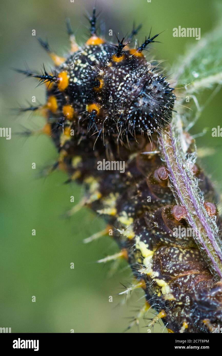 Raupe des roten admirals auf betriebsblatt -Fotos und -Bildmaterial in ...