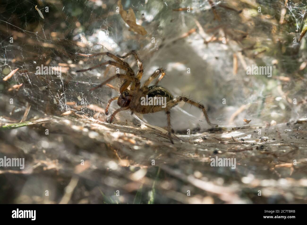 Labyrinthspinne (Agelena labyrinthica), die in ihrem Trichter ...
