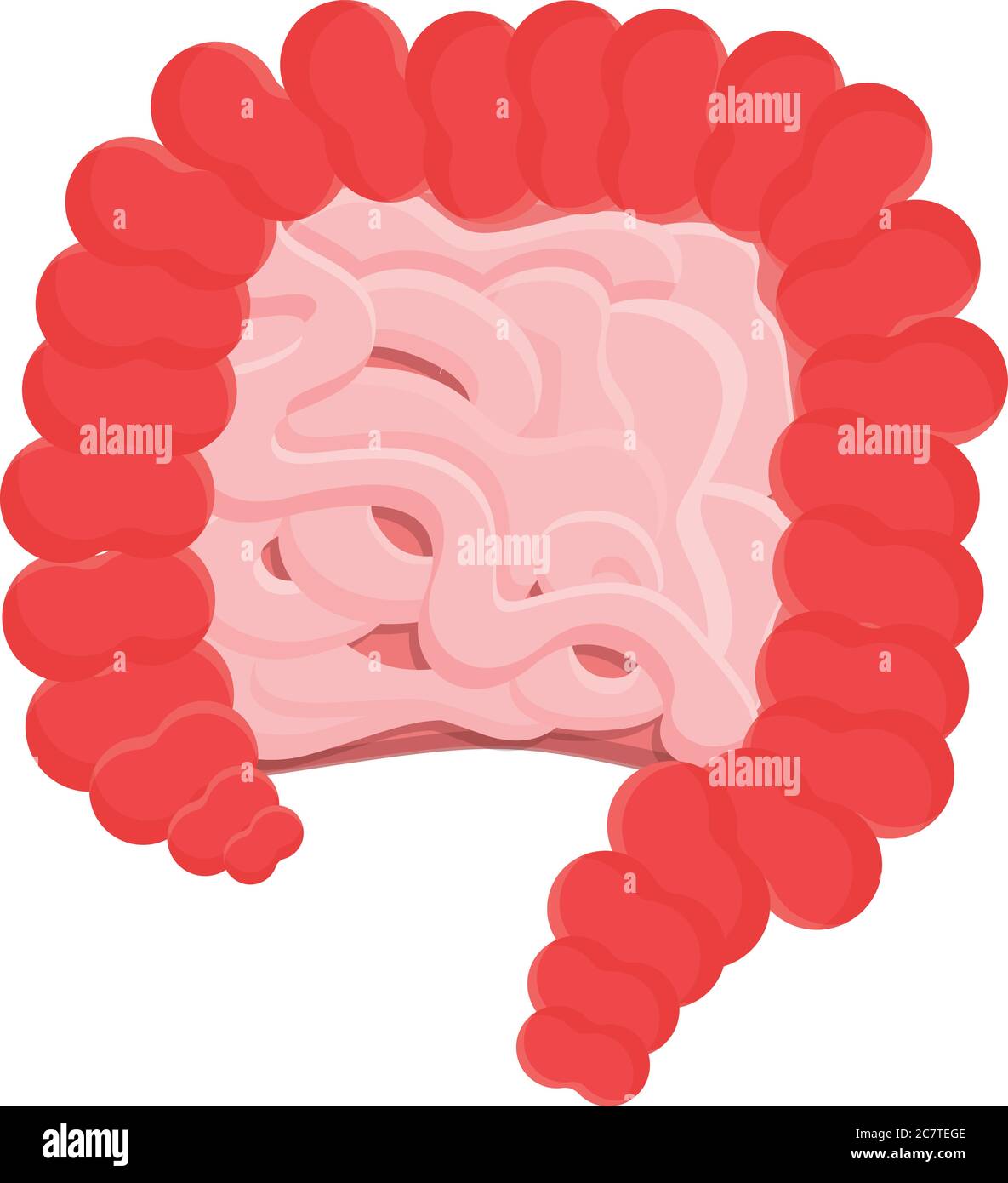 Diagramm Des Darmtraktes Stockfotos und -bilder Kaufen - Alamy