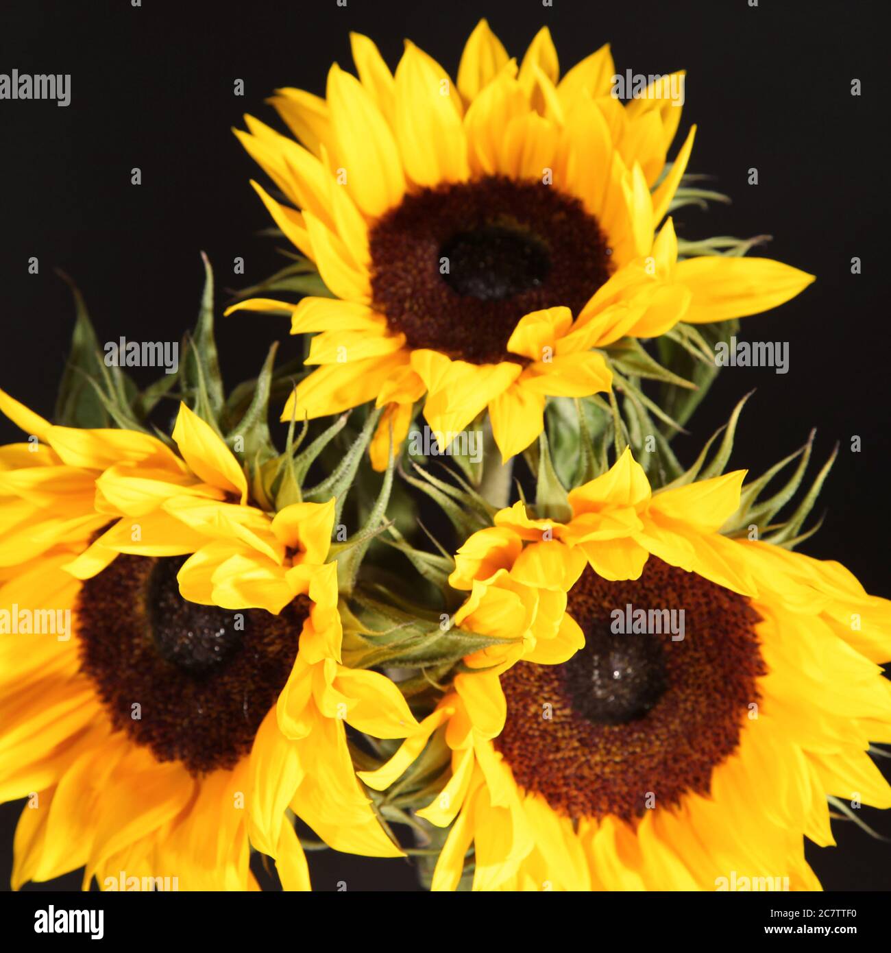 Sonnenblumen design -Fotos und -Bildmaterial in hoher Auflösung – Alamy
