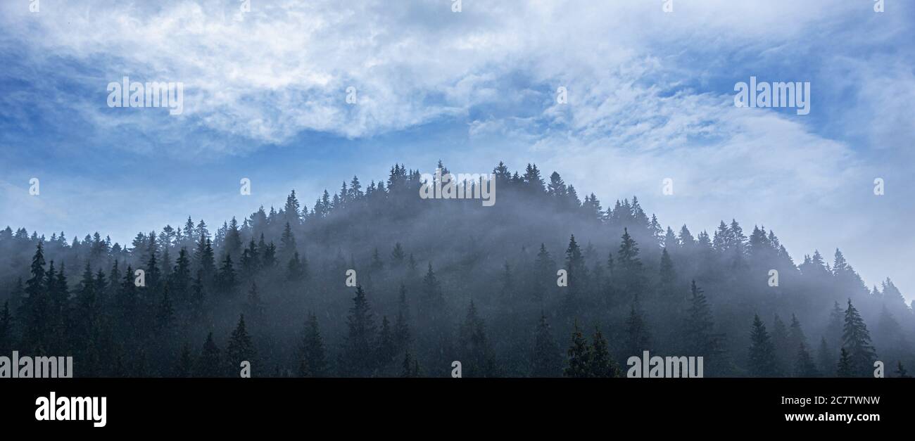 Fichtenholz Textur Stockfotos und -bilder Kaufen - Alamy