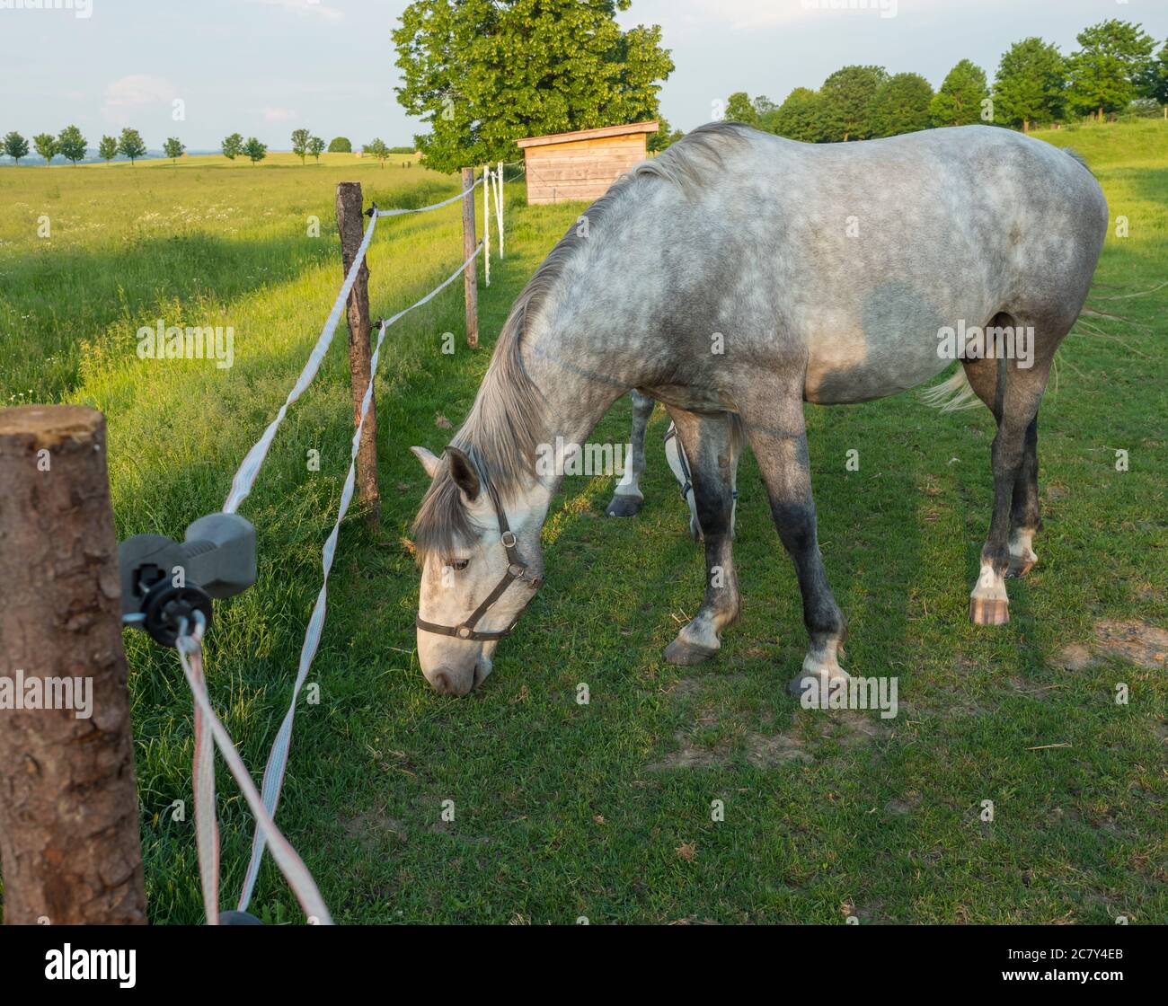 Equus bohemicus -Fotos und -Bildmaterial in hoher Auflösung – Alamy