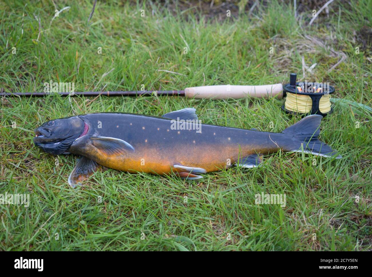 Arktischer Saibling Stockfotos und -bilder Kaufen - Alamy