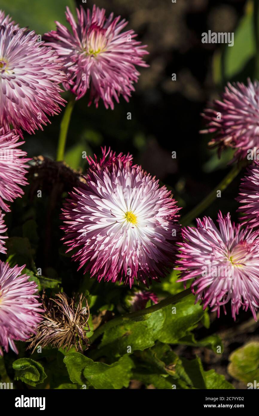 Bellis perennis pomponette bicolour -Fotos und -Bildmaterial in hoher ...