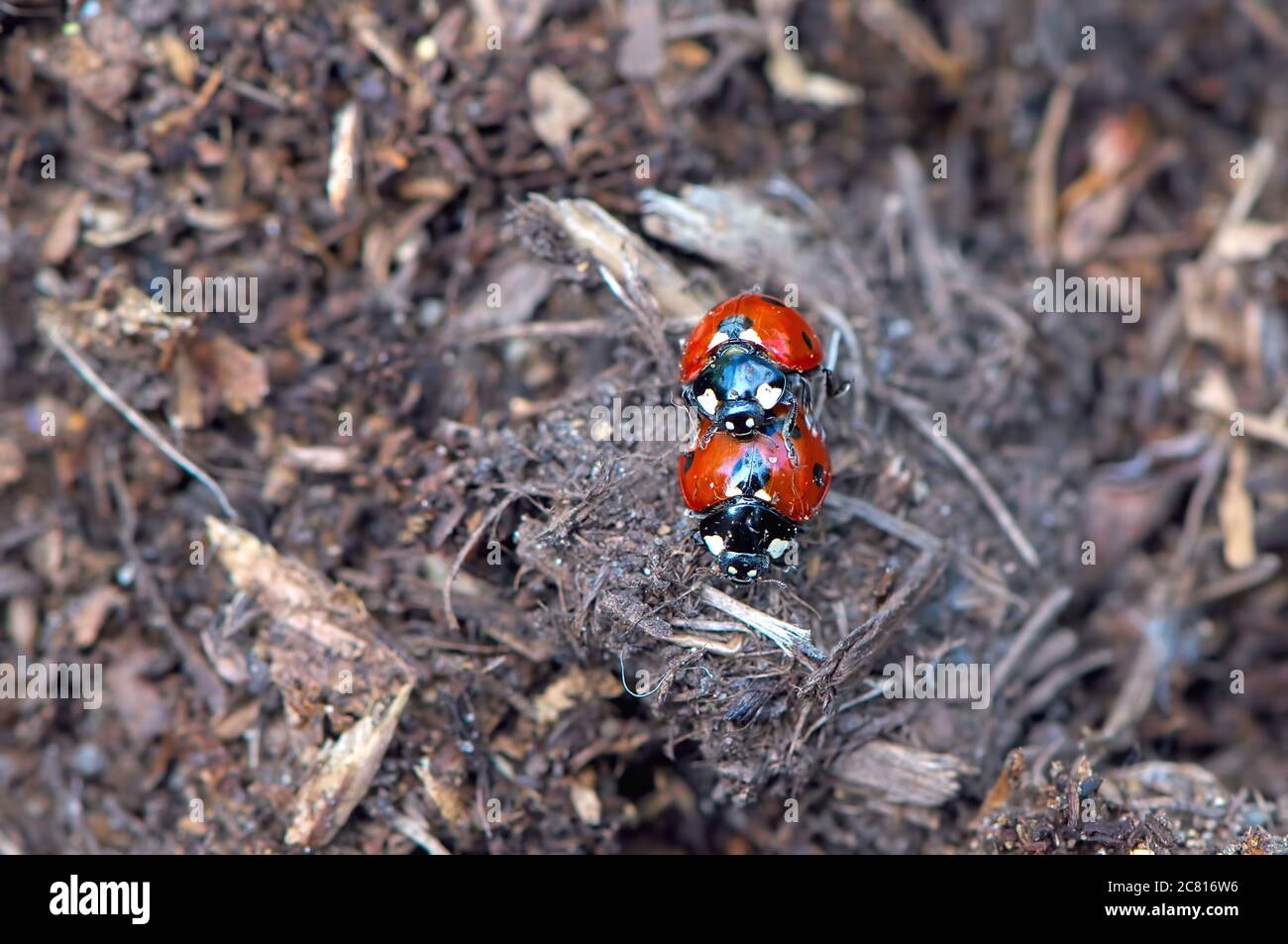 Fliegende coccinella septempunctata -Fotos und -Bildmaterial in hoher ...