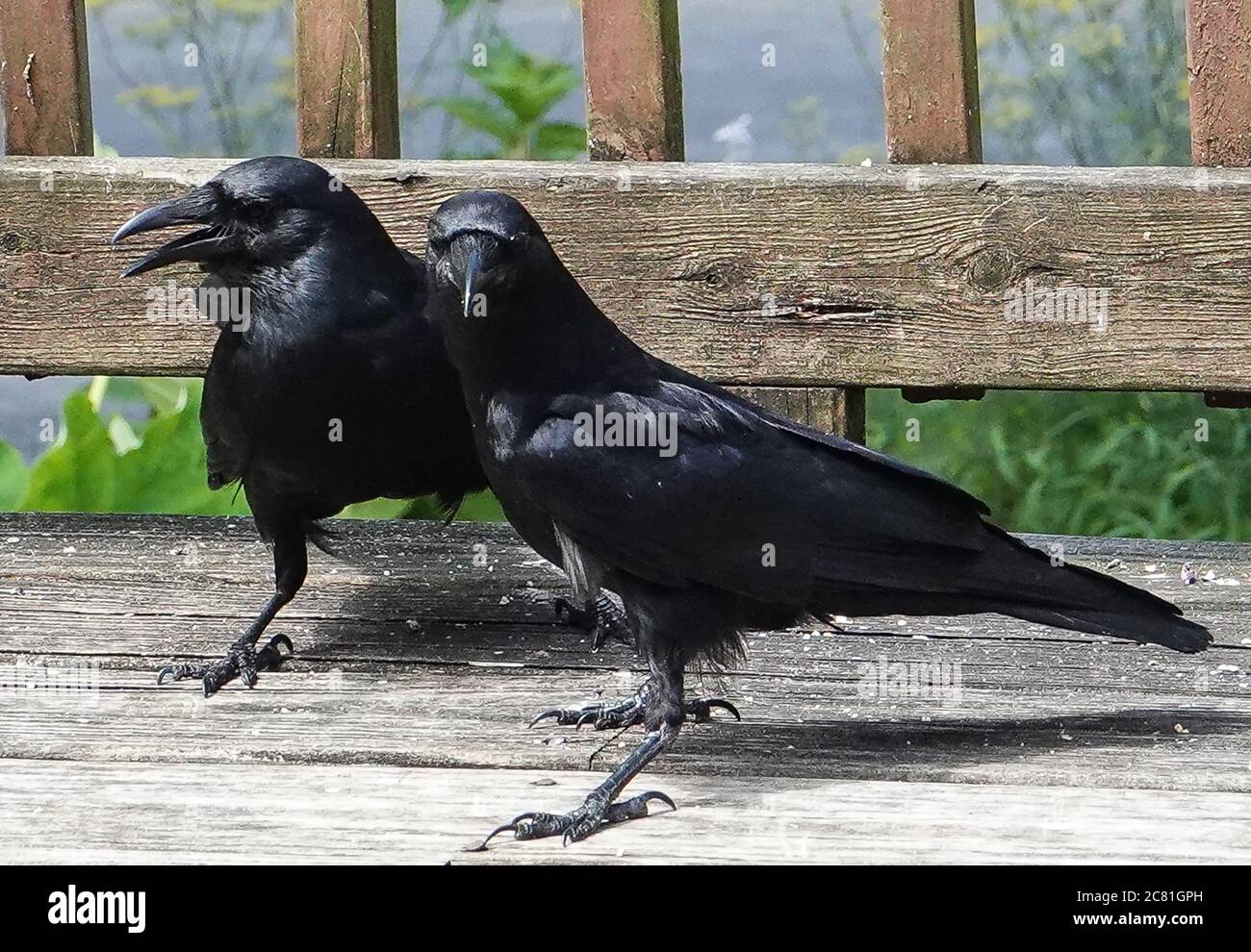 Paar raben -Fotos und -Bildmaterial in hoher Auflösung – Alamy