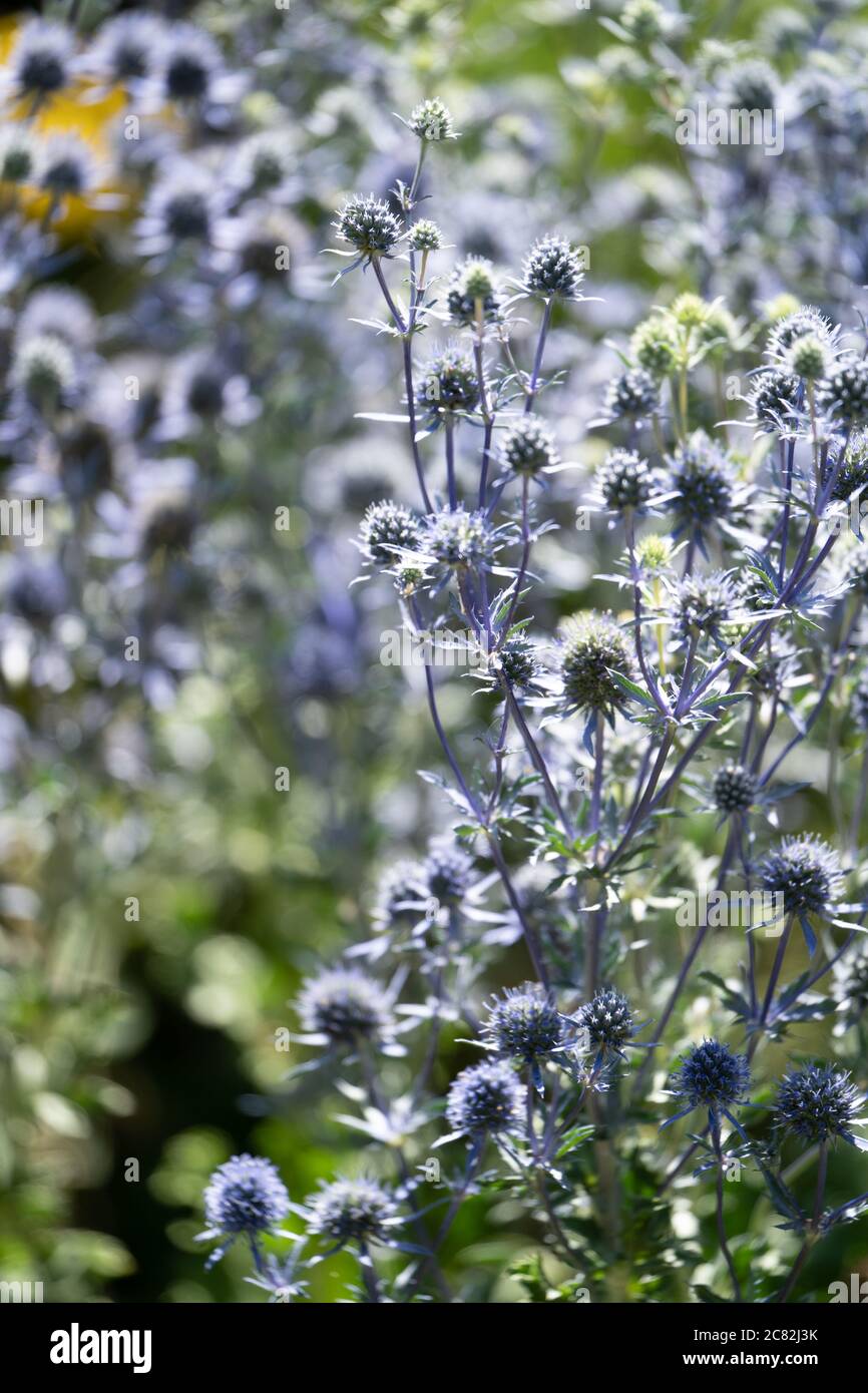 Blaue distel eryngium -Fotos und -Bildmaterial in hoher Auflösung – Alamy