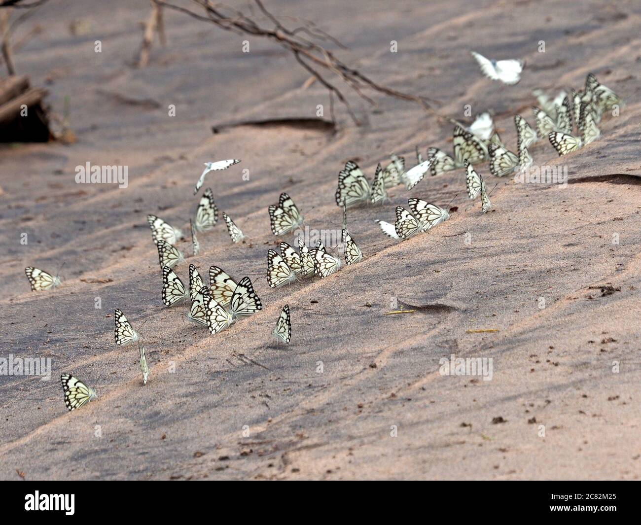 Schmetterlinge im nassen sand -Fotos und -Bildmaterial in hoher ...