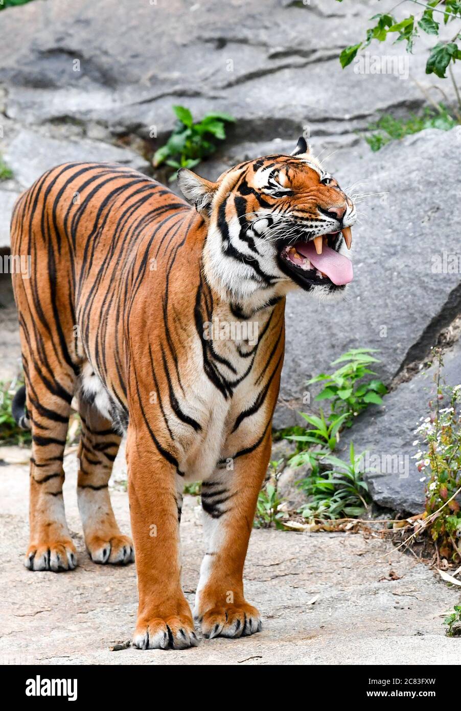Berlin, Deutschland. Juli 2020. Ein indischer Tiger im Hinterland ist ...