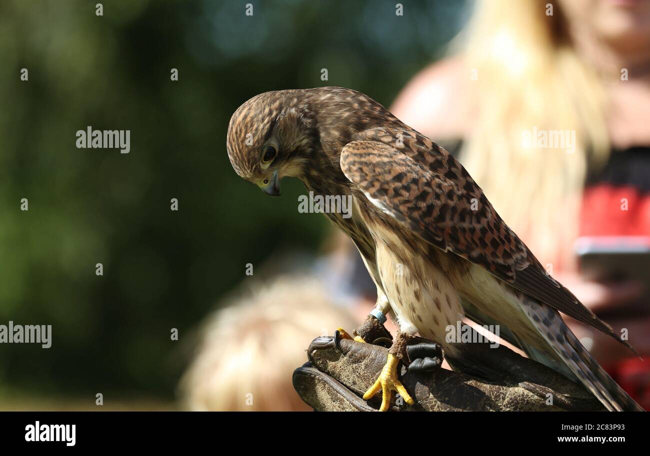 Falke an der hand des falkners -Fotos und -Bildmaterial in hoher ...