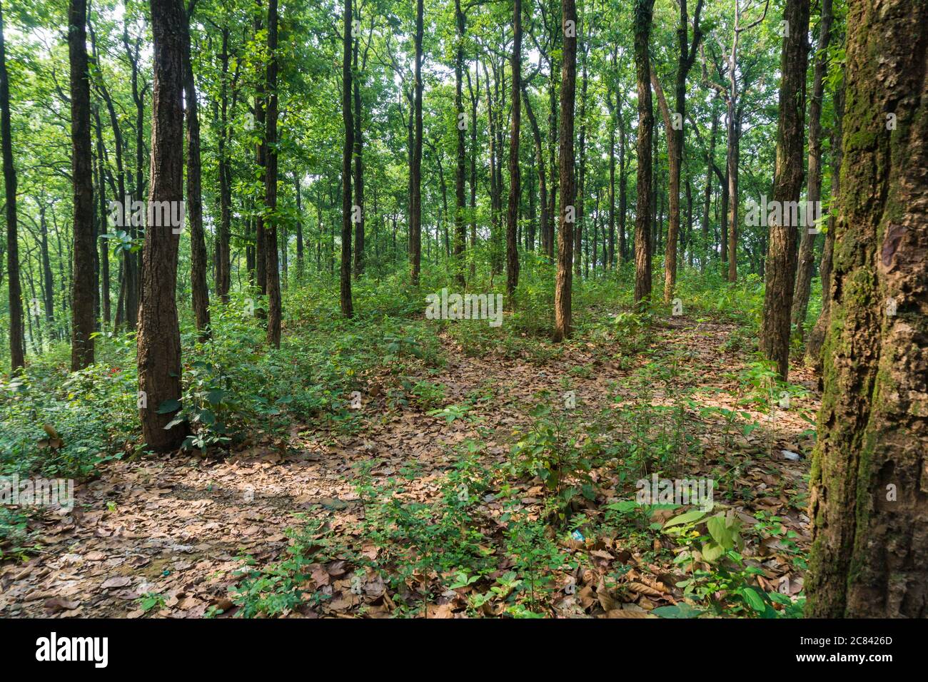 Ein Sal Tree Forest. Shorea robusta, der Sal Tree, ist eine Baumart aus ...
