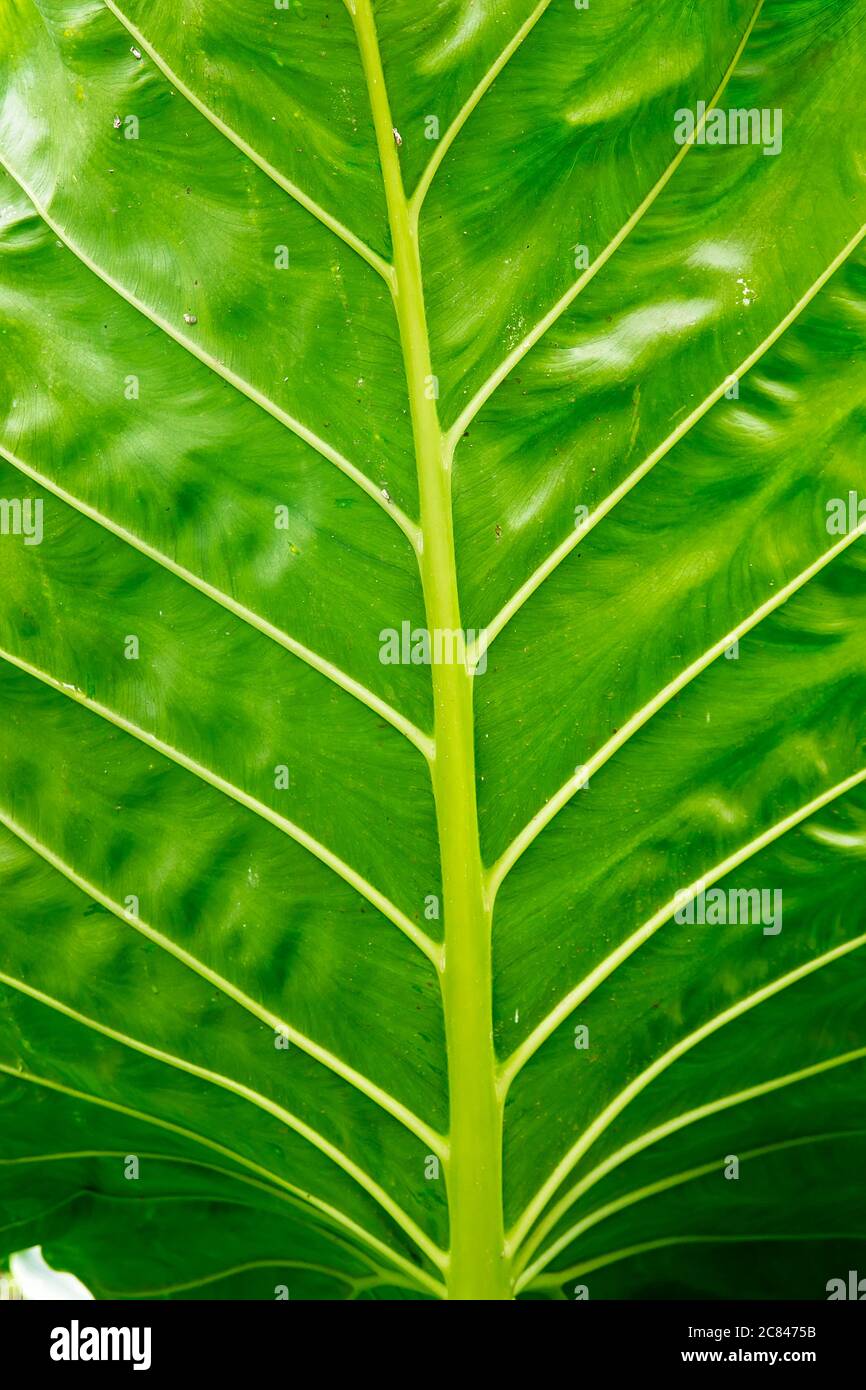 Grüne Blätter in der Morgensonne Stockfotografie - Alamy
