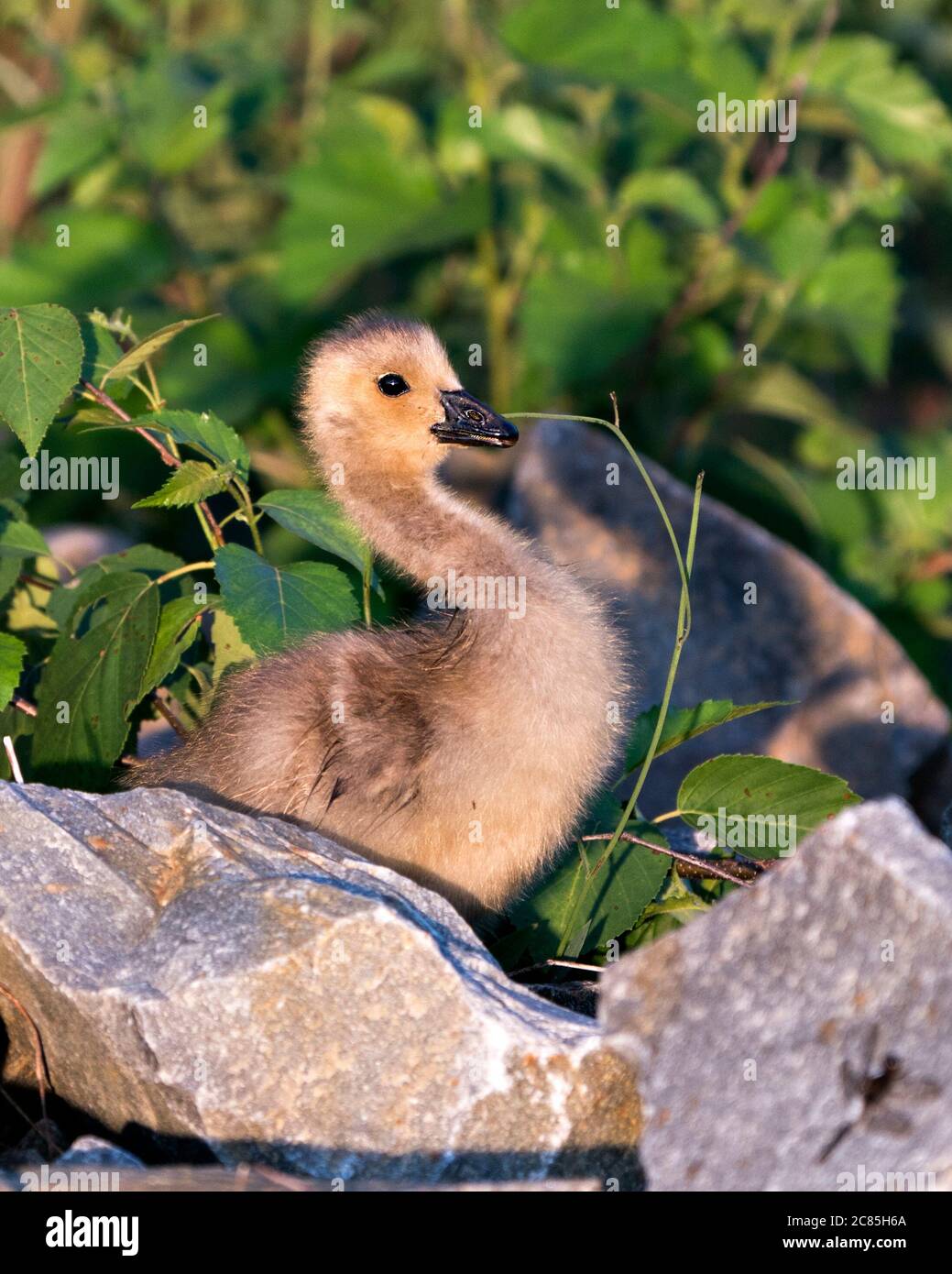Baby gans kunstproduktfoto -Fotos und -Bildmaterial in hoher Auflösung ...