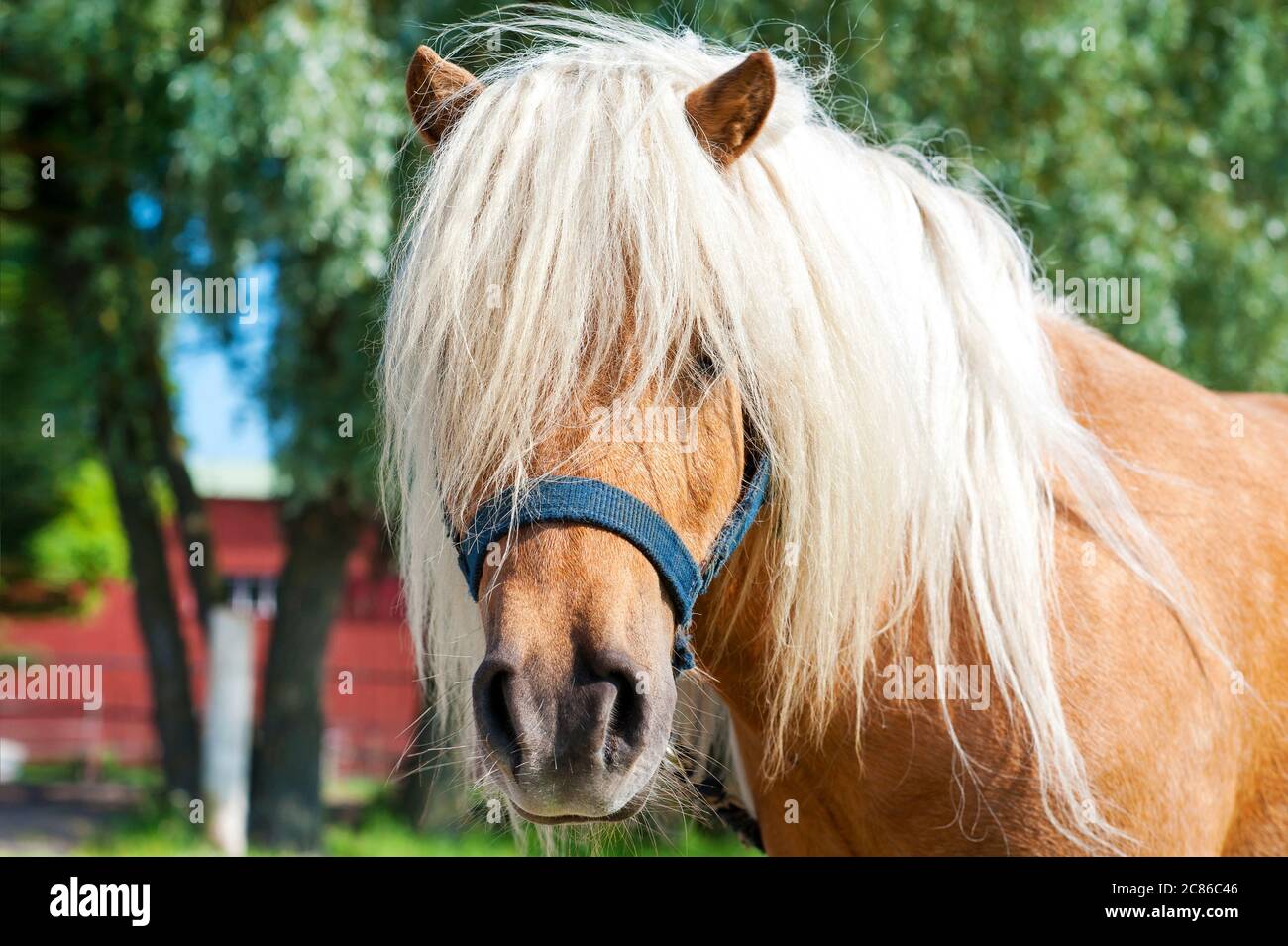 Brown white miniature shetland pony -Fotos und -Bildmaterial in hoher ...