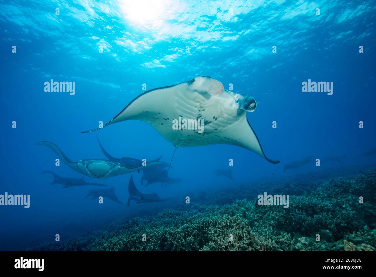Riff manta ray manta alfredi von unten -Fotos und -Bildmaterial in ...