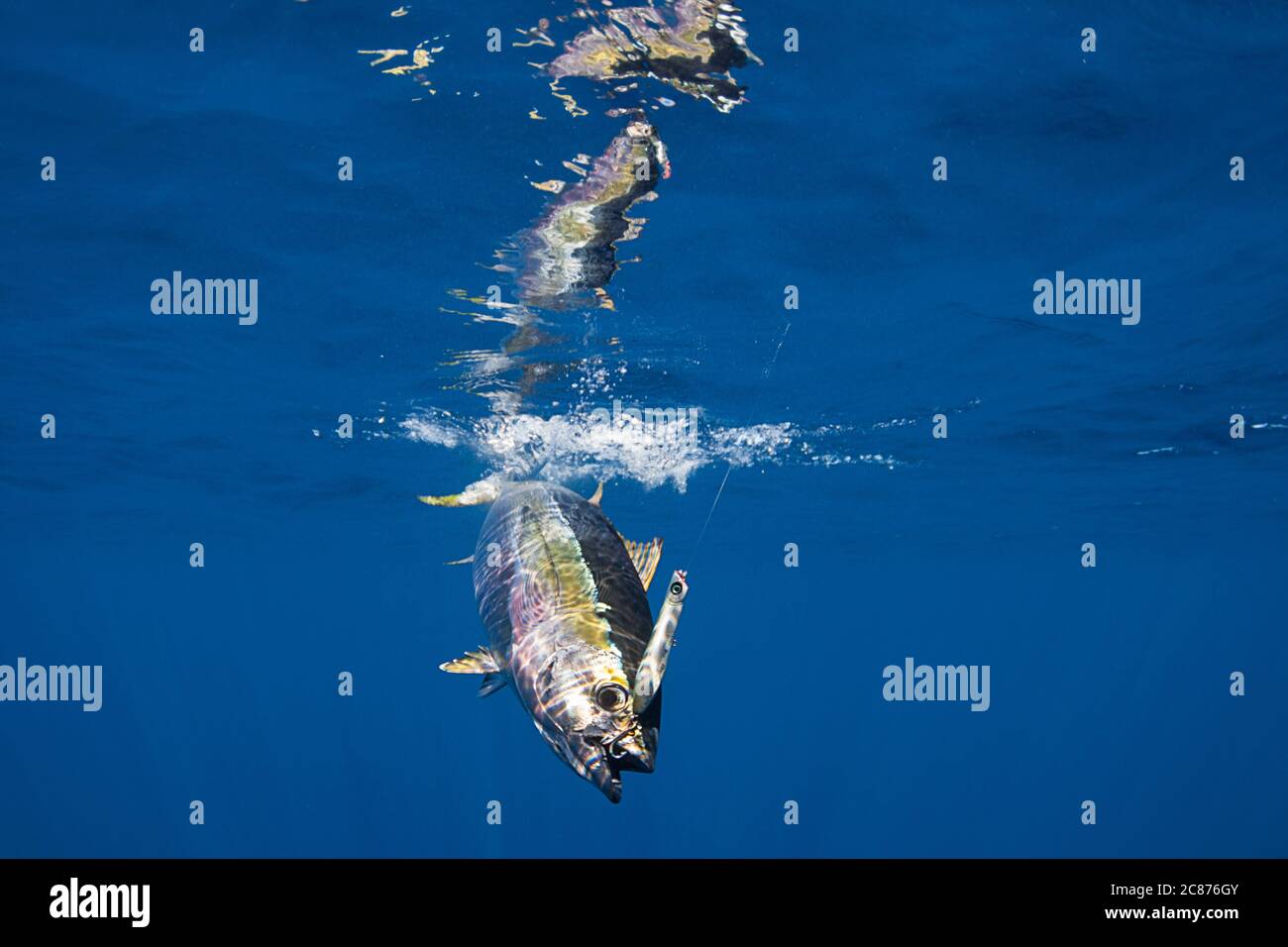 Thunfisch wasser Stockfotos und -bilder Kaufen - Alamy