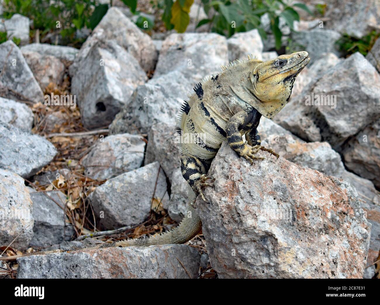 Mexico yucatan green iguana lizard -Fotos und -Bildmaterial in hoher ...