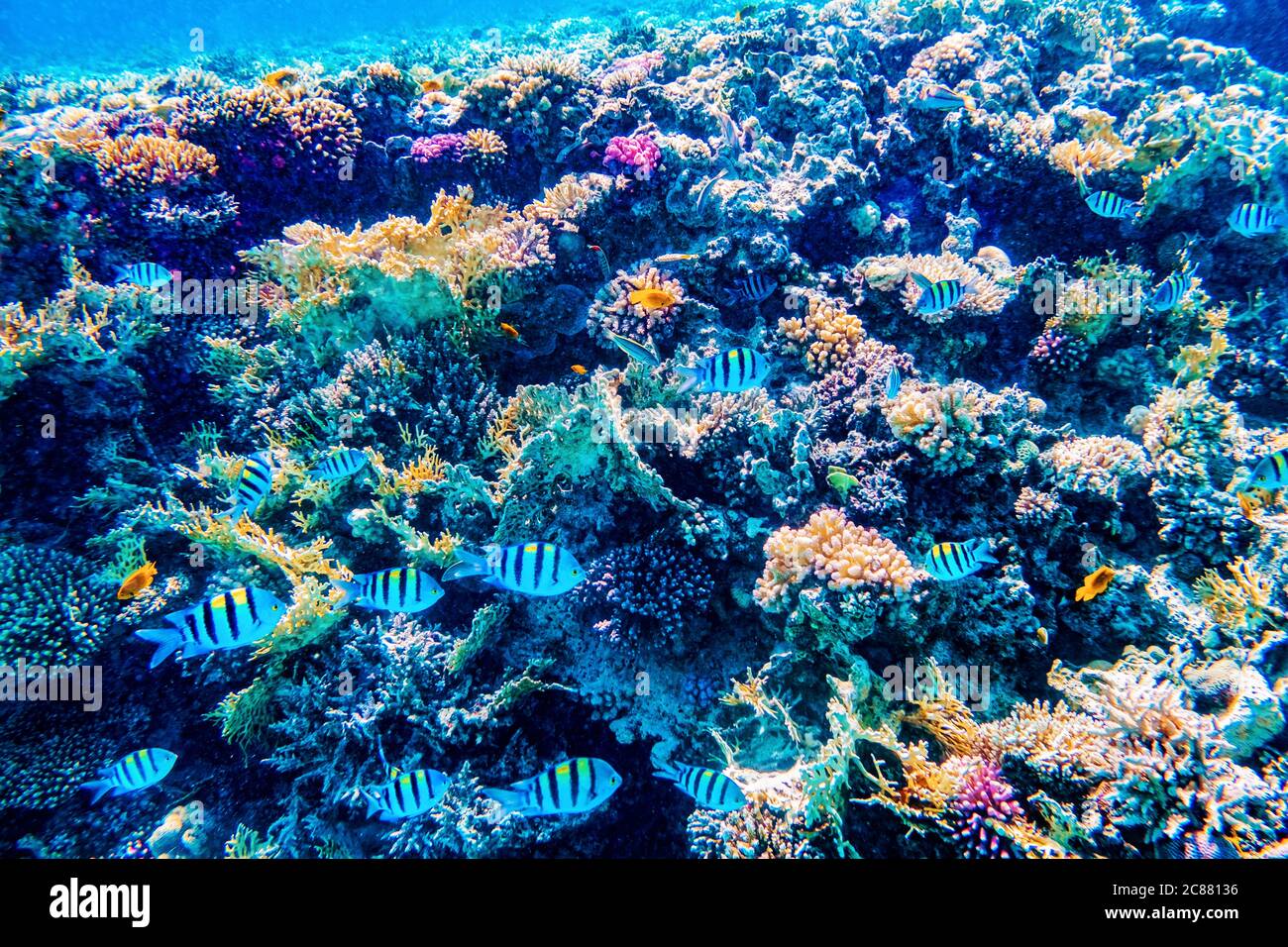 Tiefsee Fische Stockfotos und -bilder Kaufen - Alamy