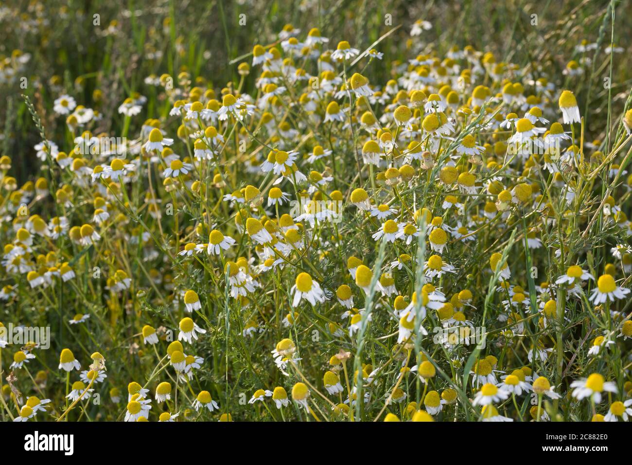 Echte Kamille, Kamille, Matricaria recutita, Chamomilla recutita ...