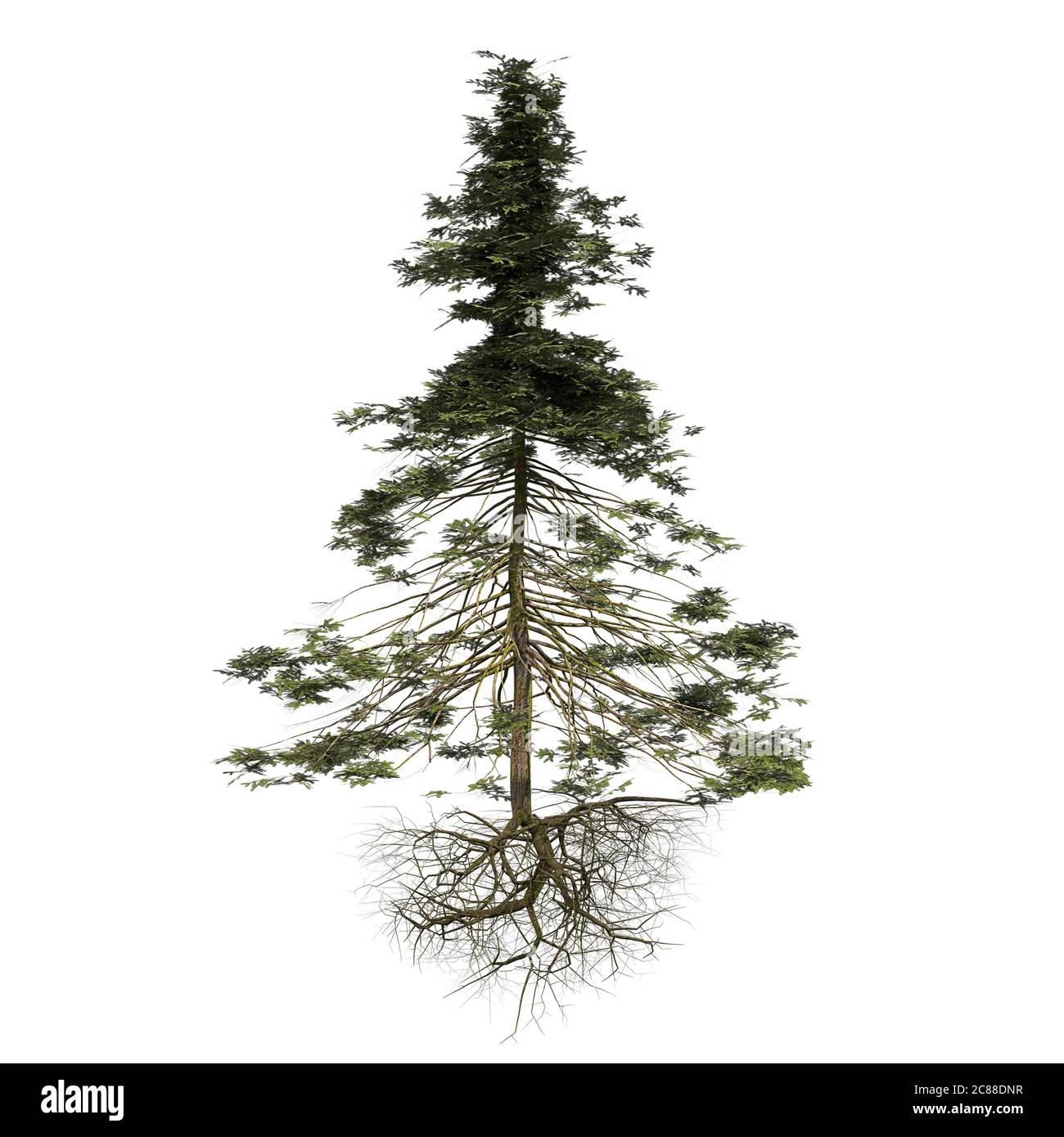 Fir tree roots -Fotos und -Bildmaterial in hoher Auflösung – Alamy