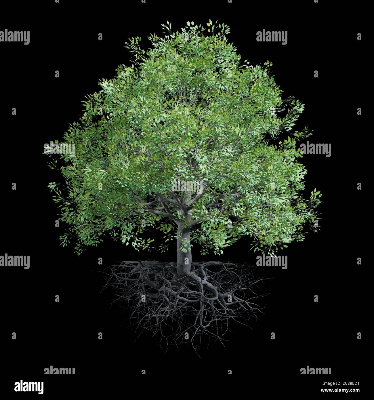 Schwarzer baum mit wurzeln -Fotos und -Bildmaterial in hoher Auflösung ...