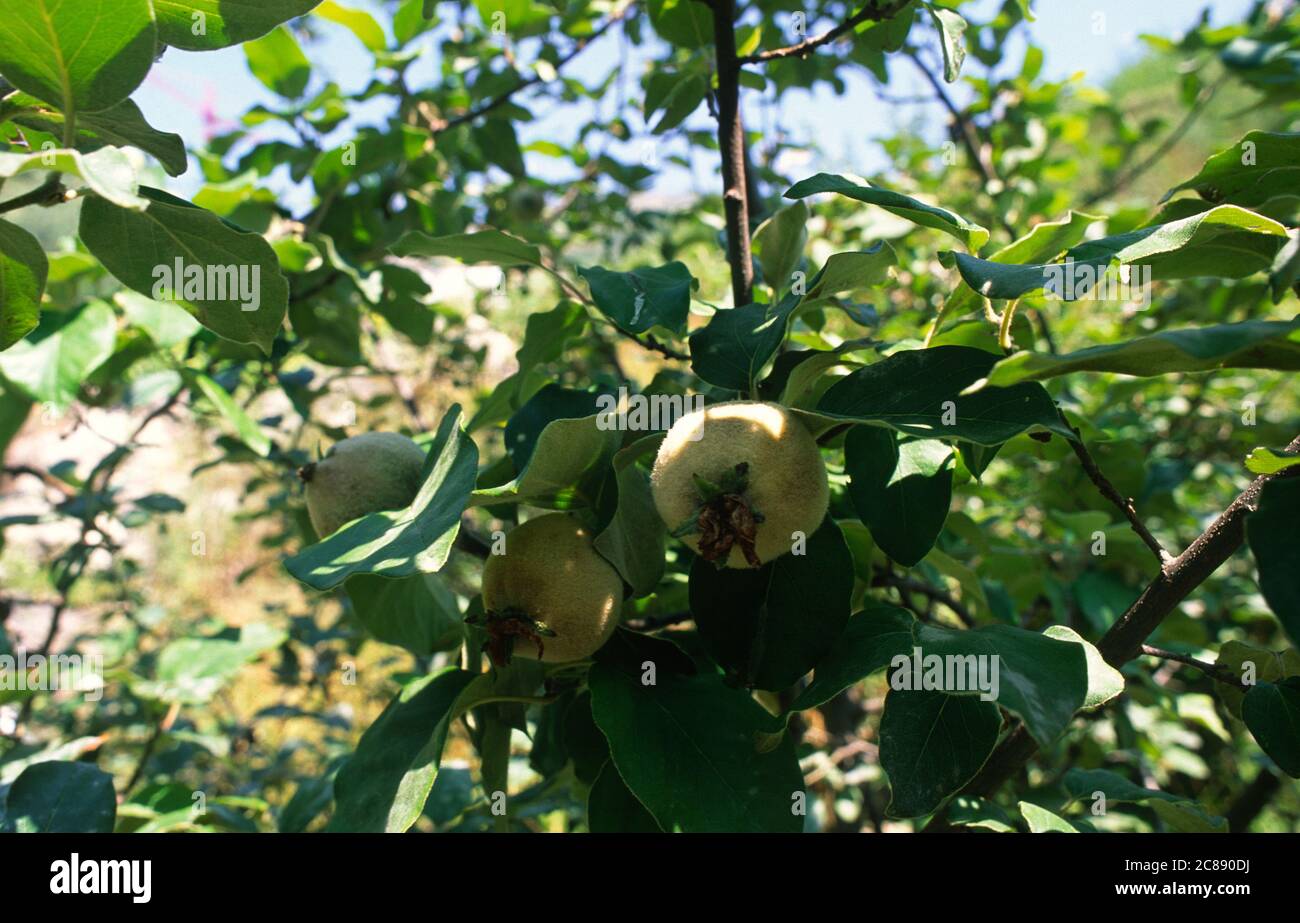 Quitten am baum -Fotos und -Bildmaterial in hoher Auflösung – Alamy