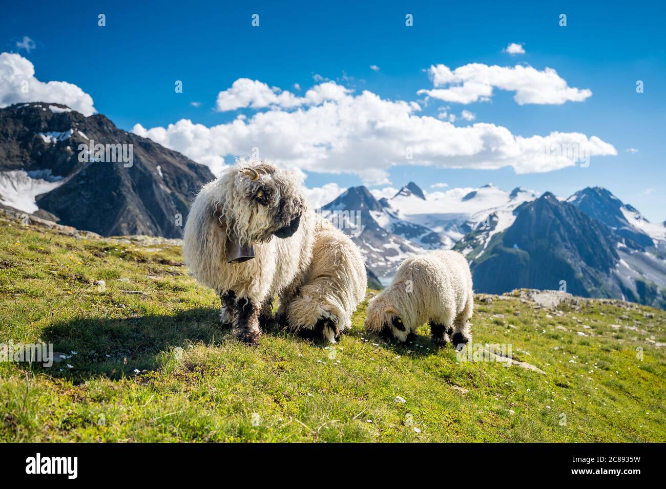 Walliser Schwarznasenschafe auf dem Nufenenpass in den Walliser Alpen ...